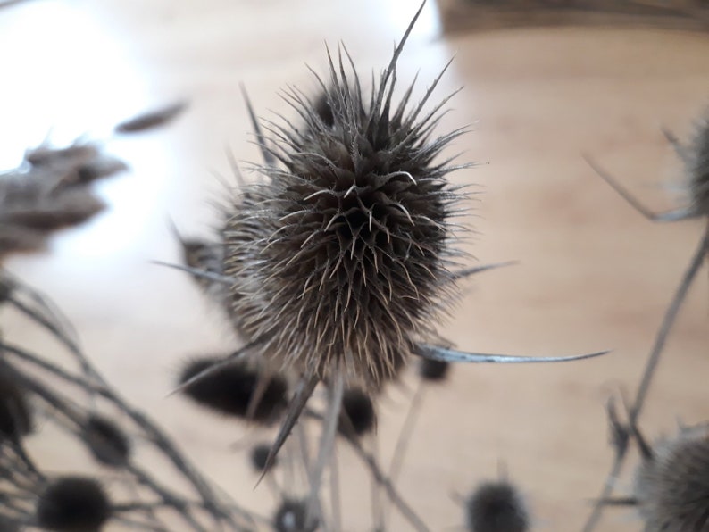 Natural Teasel 10 Stalks/dried Teasel 10 Stems/home - Etsy