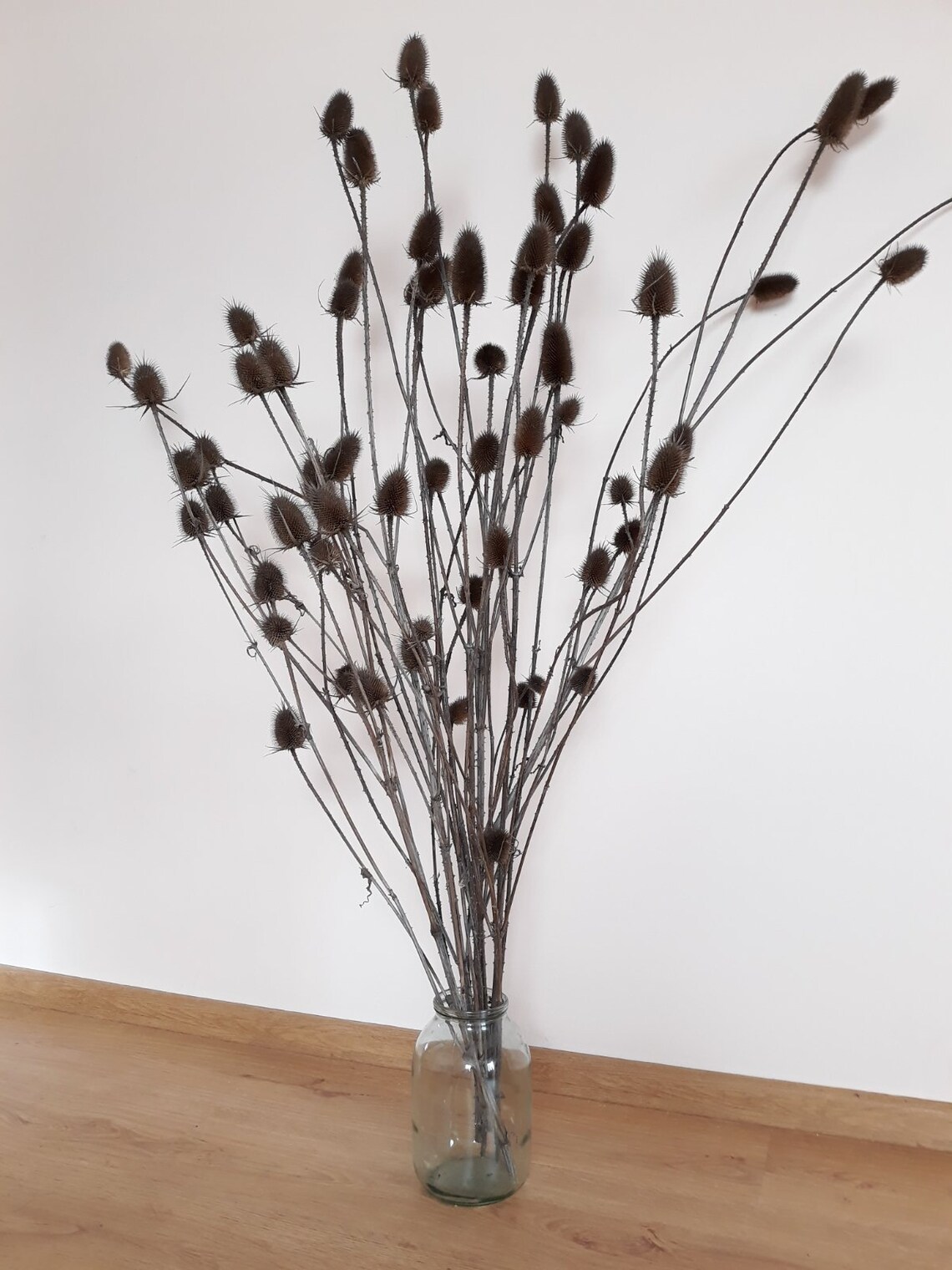 Natural Teasel 10 Stalks/dried Teasel 10 Stems/home - Etsy