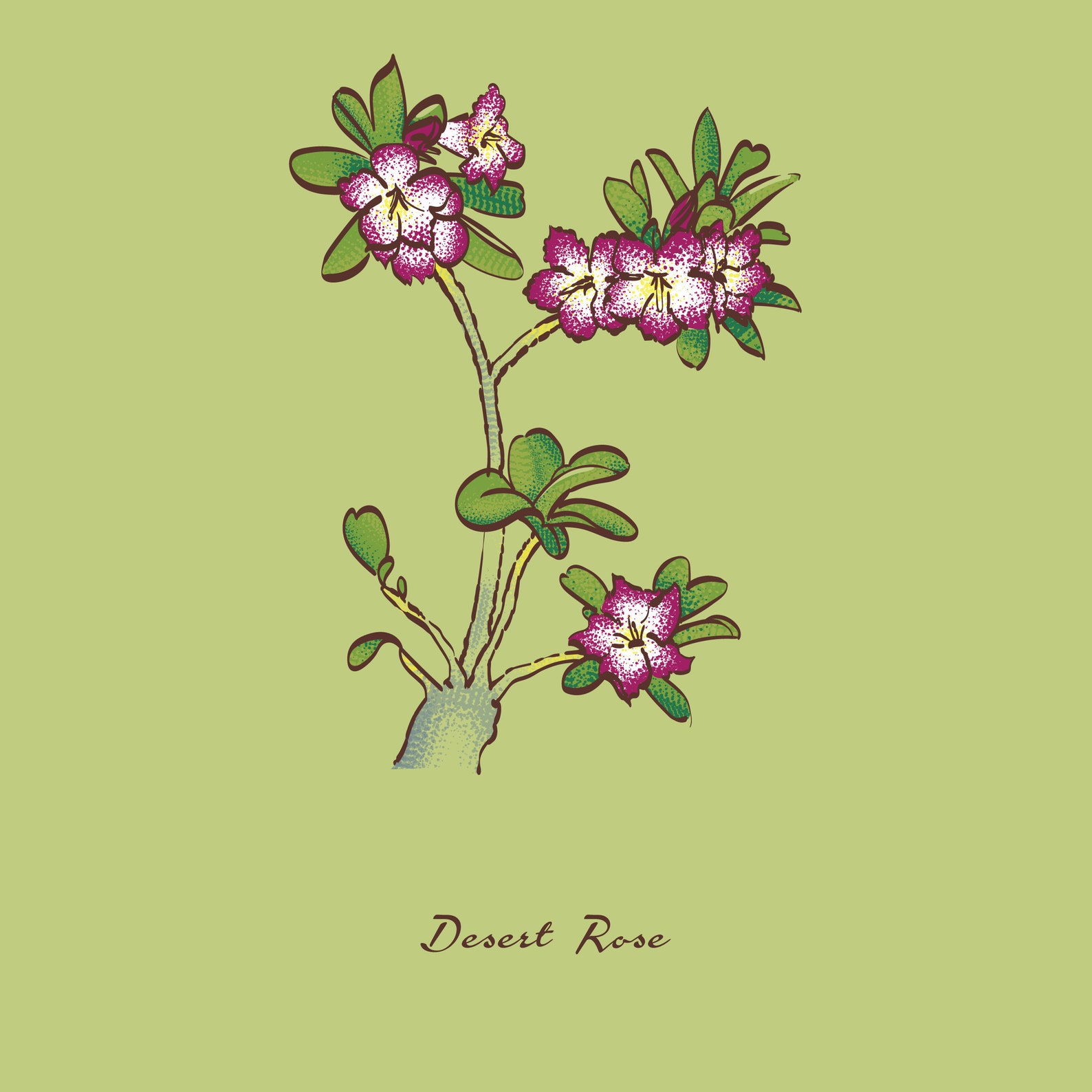 Desert Rose Poster | Botanical Art Print | Kitchen Decor | Dining Room ...