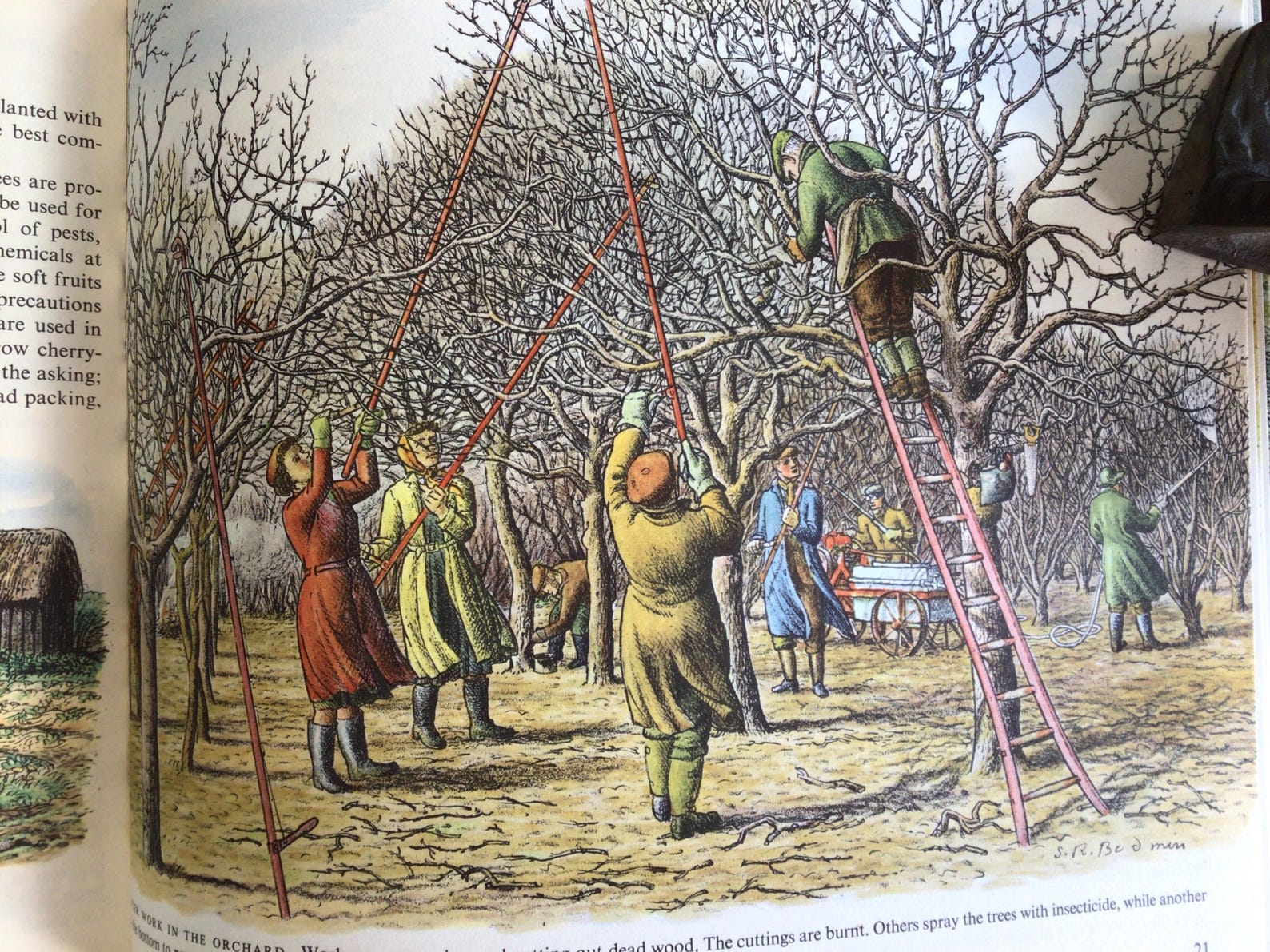 Farm Crops in Britain by Sir George Stapledon, Illustrated by S.R ...