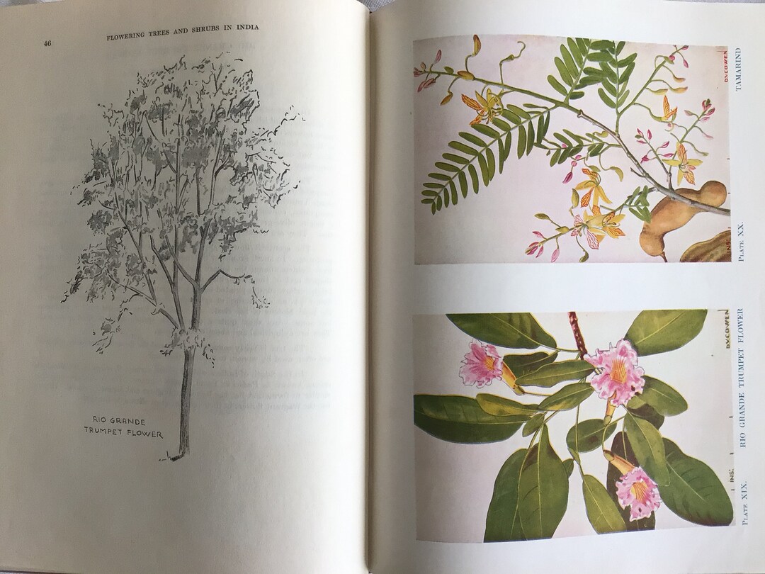 Vintage India Botanical Book, Flowering Trees and Shrubs in India, D.V ...