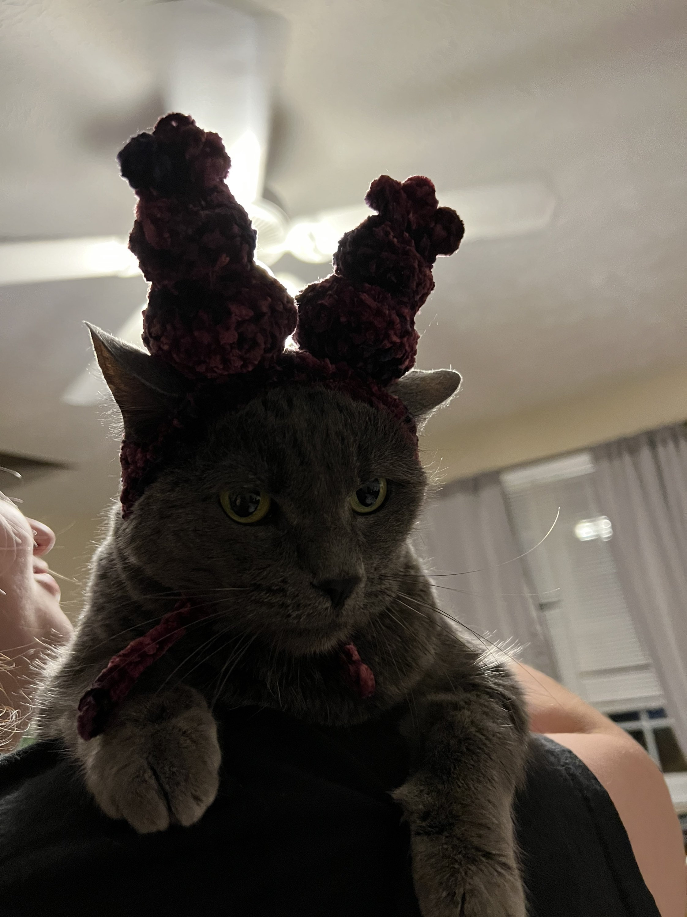 Cat Chowder Hat - Etsy