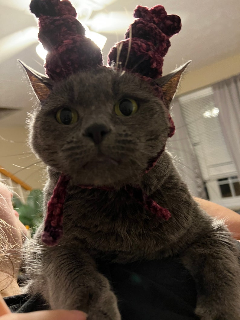 Cat Chowder Hat - Etsy