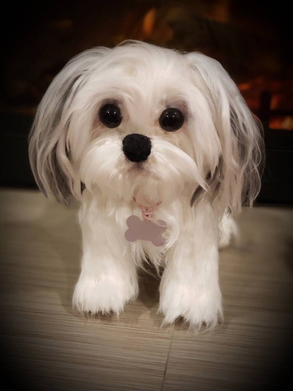 Toys Amigurumi Maltese Crochet Maltipoo Puppy Plush Crochet Maltese Dog ...