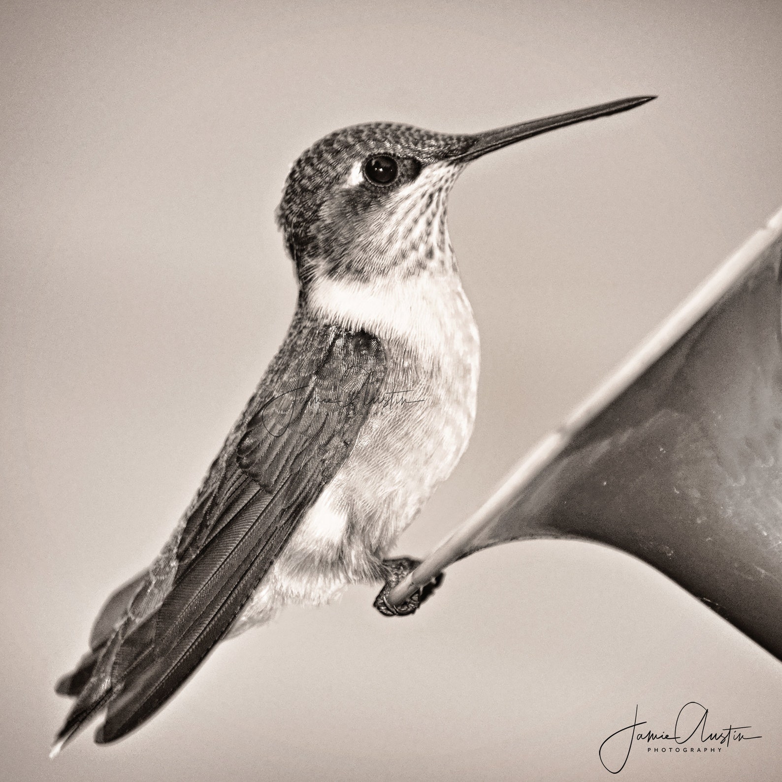 Hummingbird at Rest Photo- Fine Art Gilcee Photographic Print, Bird ...