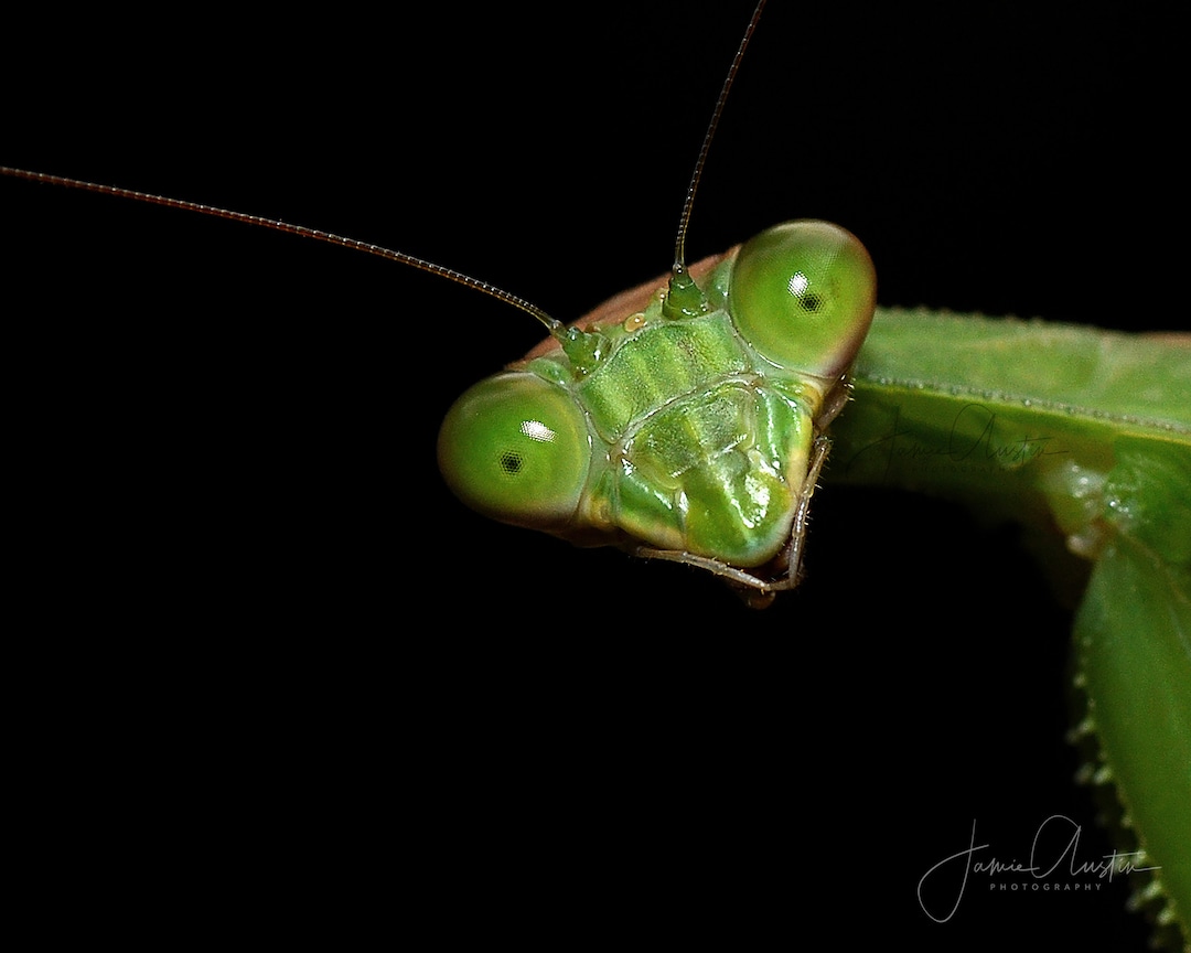 Peeking Praying Mantis Picture - Fine Art Giclee Photographic Print ...