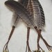 1012 TURKEY SMUDGE FEATHER Prayer, Ceremonial, Spiritual, Saging ...