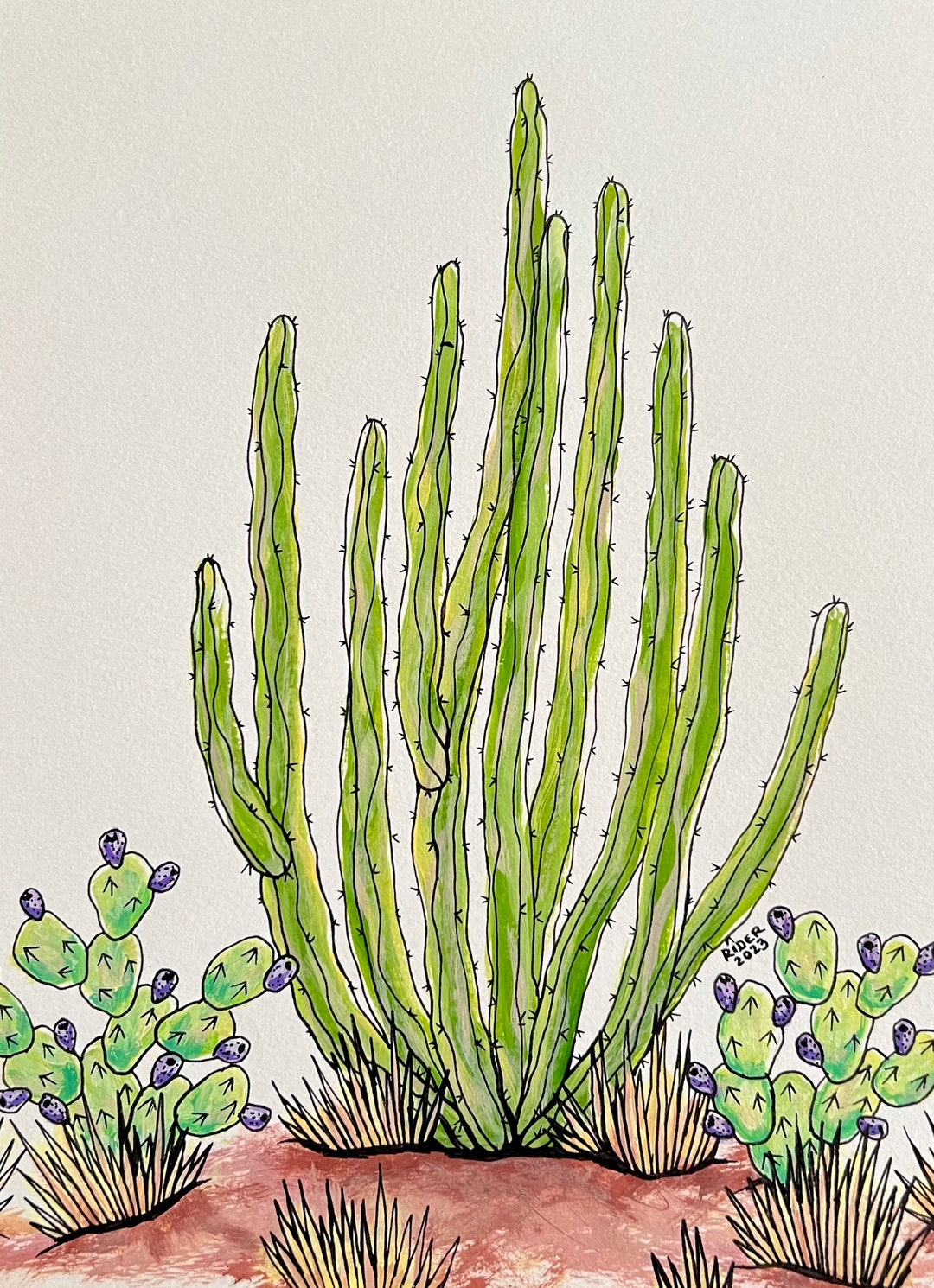 Desert Cactus Study: Old Man Cactus - Etsy
