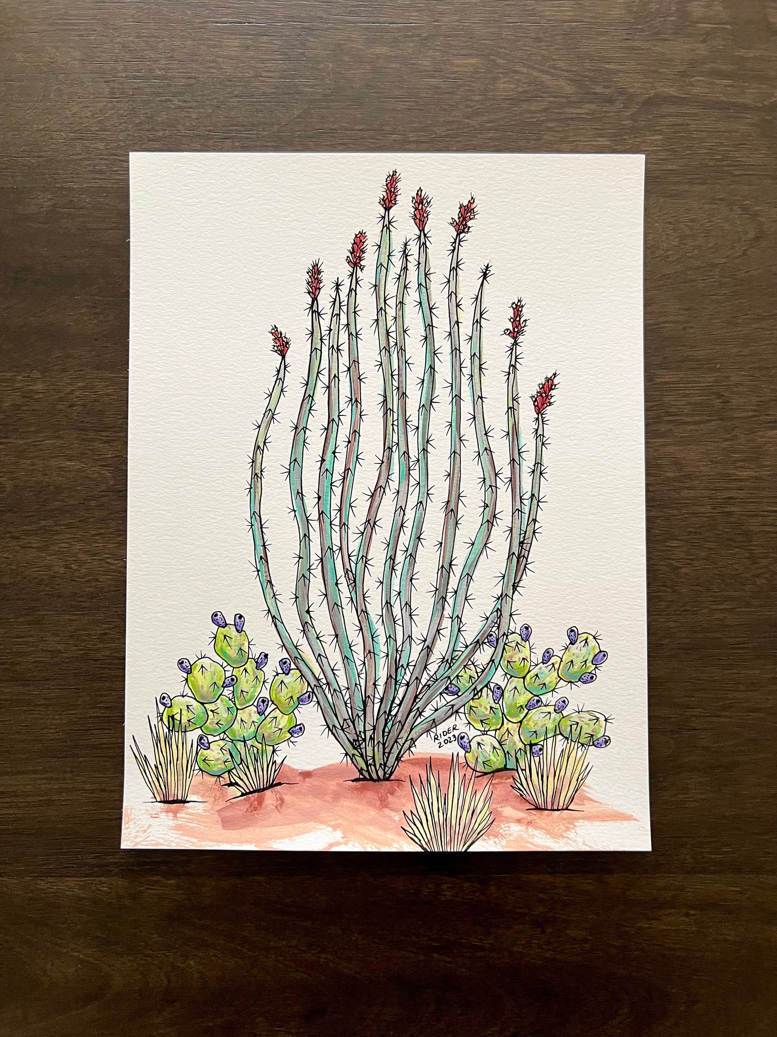 Desert Cactus Study: Ocotillo - Etsy