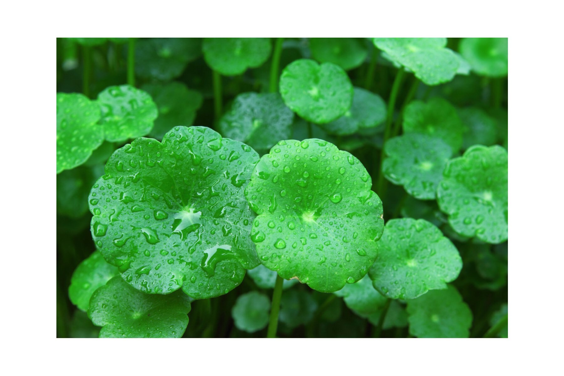 Meniscus Gotuk Massage Cream. Gotu Kola, Castor Oil, Cell Salts, Oligo ...