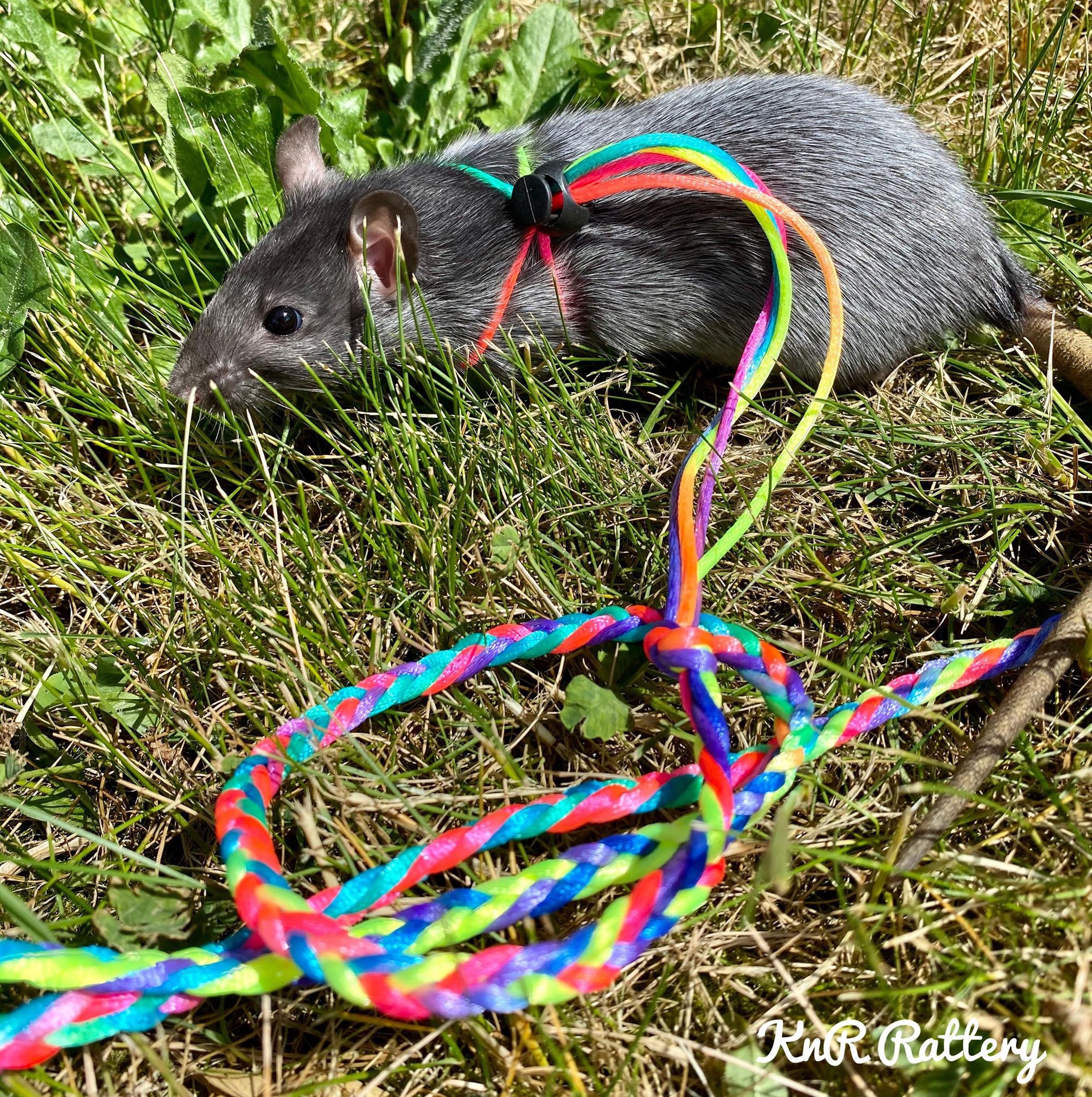 Let's Go Leash & Harness Customizable Small Pet Rats - Etsy