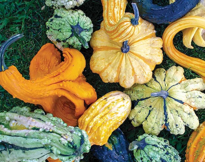 Giant Ornamental Fall Gourd Mix (giant Size Gourds) - Etsy