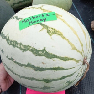 Halbert's White Honey Watermelon Seeds - Etsy