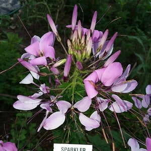 Dwarf Lavender Sparkler Cleome Seeds- (spider Flower) - Etsy