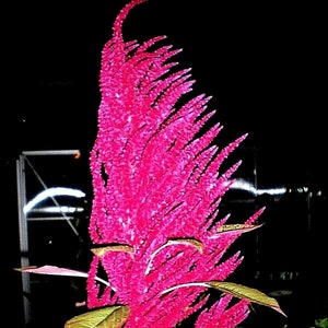 Red Blaze Amaranth Seeds - 5-6 Ft Tall Heirloom (huge Fire-red Flower Plumes) - Etsy