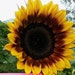 Moonwalker Sunflower - Etsy