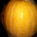 Royal Golden Watermelon (melon Turns Bright Yellow When Ready to Pick ...