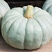 Daybreak F1 Hybrid Pumpkin Seeds - Featured in Martha Stewart's 'living ...