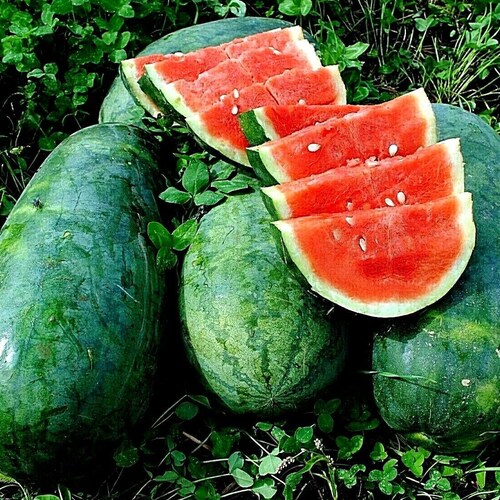 USA SELLER Golden Pascal Celery 300 Seeds HEIRLOOM | Etsy