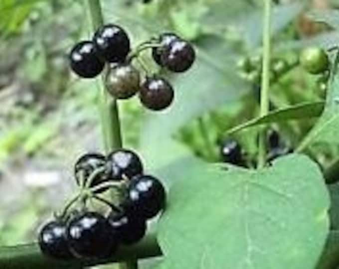 Wonderberry Seeds sunberry - Etsy