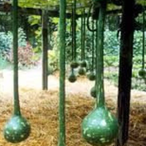 Extra Long Handle Dipper Gourds Seeds TREATED SEEDS - Etsy