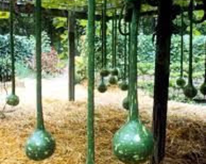 Extra Long Handle Dipper Gourds Seeds TREATED SEEDS - Etsy