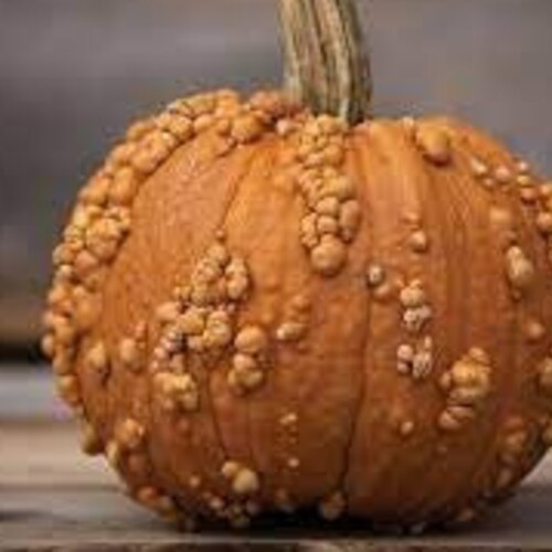 Grizzly Bear Pumpkin Seeds - Etsy