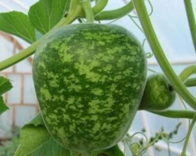 Apple Gourd Seeds - Etsy