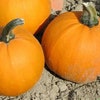 Silver Edge Pumpkin Seeds - Etsy