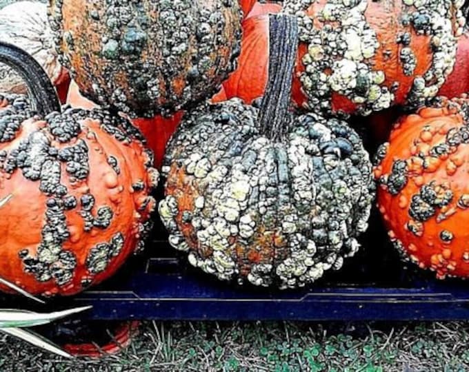 Warty Goblin Pumpkin (large Size) - Etsy