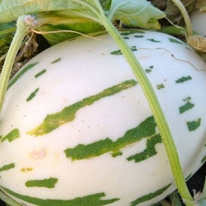Snow Leopard Melon Seeds - Etsy