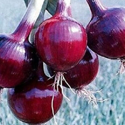 Ruby Red Long Day Onion Seeds - Etsy