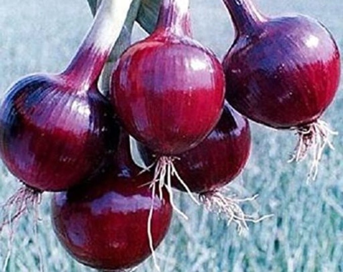 Ruby Red Long Day Onion Seeds - Etsy