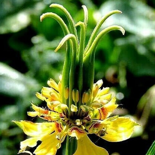 Love in a Mist Transformers nigella Orientalis - Etsy