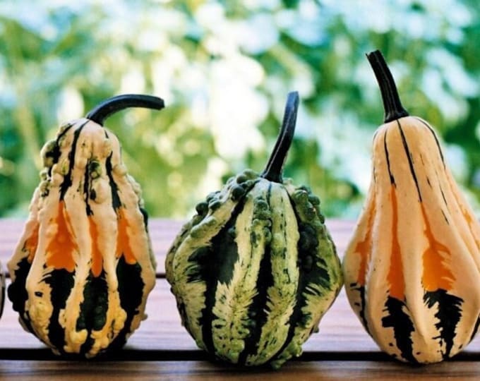 Super Wings Gourd Seeds - Etsy