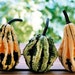 Giant Ornamental Fall Gourd Mix giant Size Gourds - Etsy