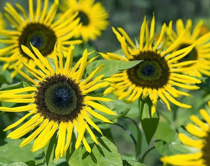 Skyscraper Sunflower Seeds | Etsy