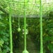 Extra Long Handle Dipper Gourds Seeds (TREATED SEEDS) - Etsy