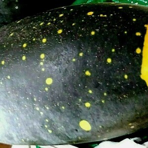 Moon & Stars Cherokee Watermelon ( Fruit and Leaves Variegated) - Etsy