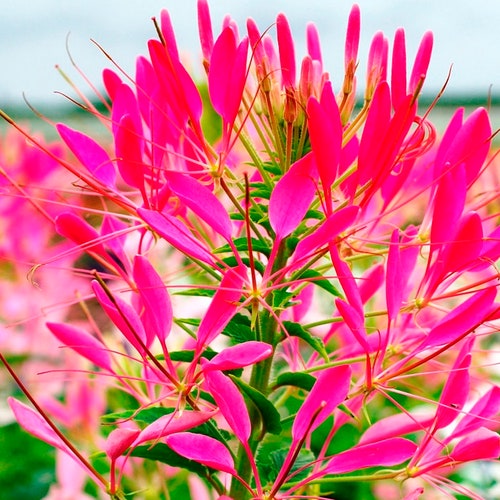 Bright Pink Cleome Seeds spider Flower Hot Pink Color - Etsy