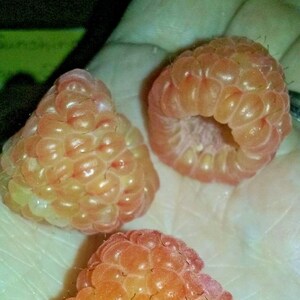Sunshine Raspberry Bush Seeds! SWEET! Huge Variegated Fruit - Etsy