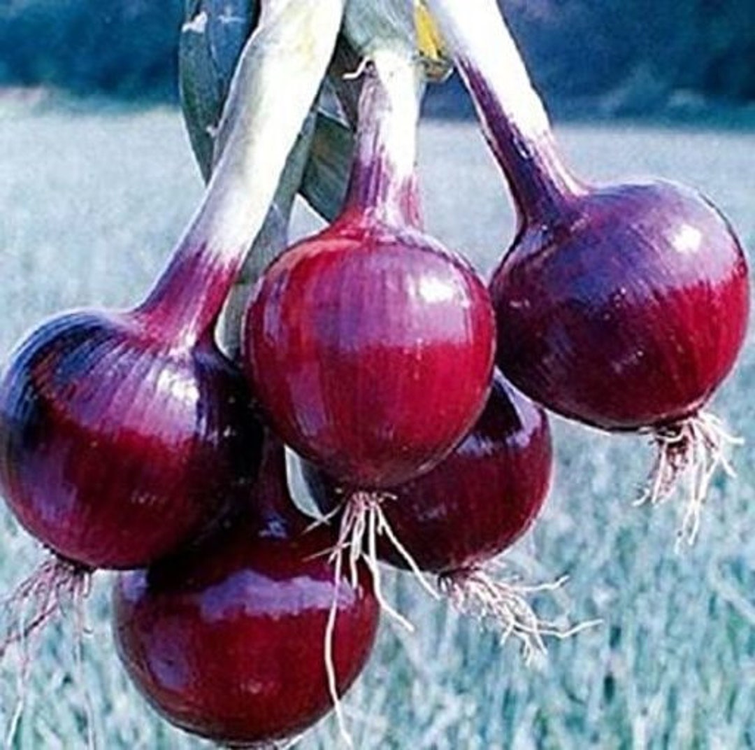 Ruby Red Long Day Onion Seeds - Etsy