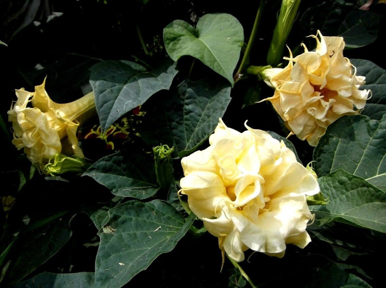Triple Yellow Devil Trumpet - Etsy