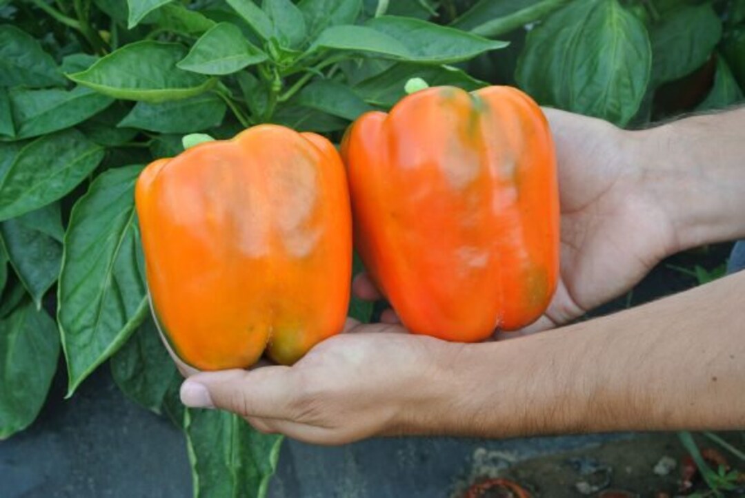 Tropical Orange Sweet Bell Pepper - Etsy