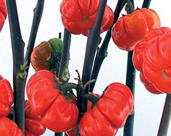 25 RUFFLED RED EGGPLANT Pumpkin on A Stick Edible & Ornamental Solanum ...