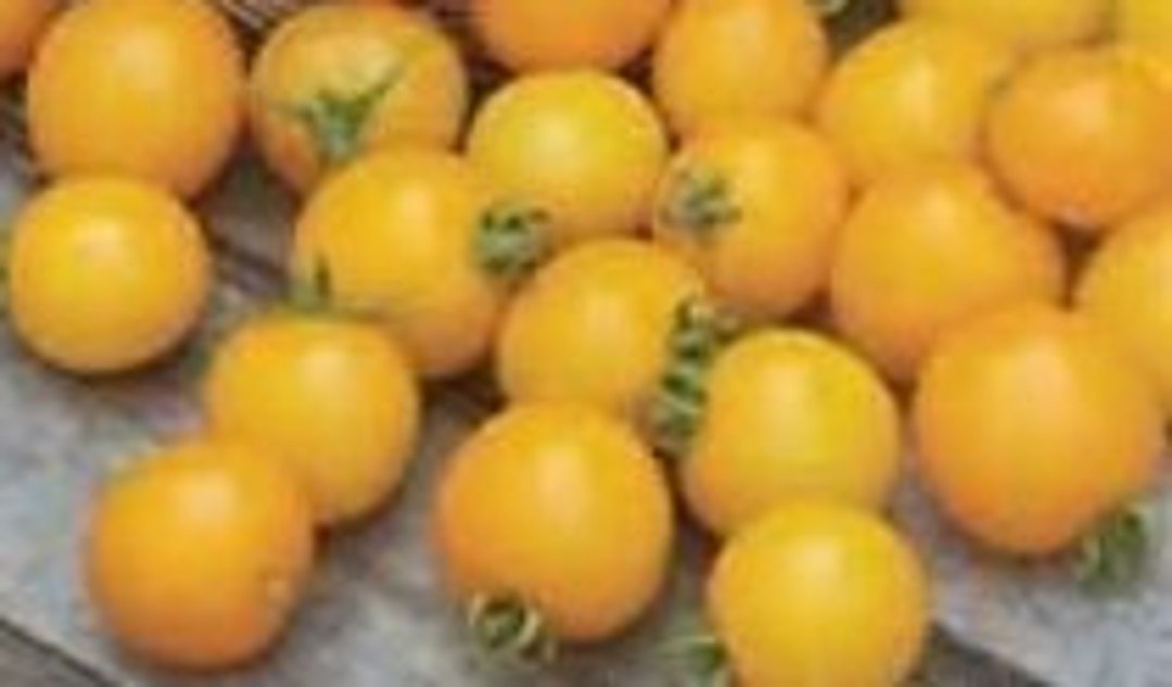 Yellow Candy Cherry Tomato Heirloom Tomato Seeds - Etsy