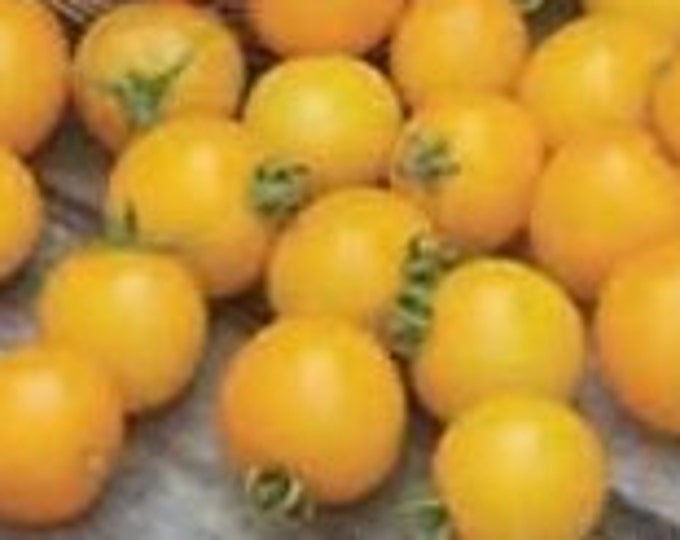 Yellow Candy Cherry Tomato Heirloom Tomato Seeds - Etsy