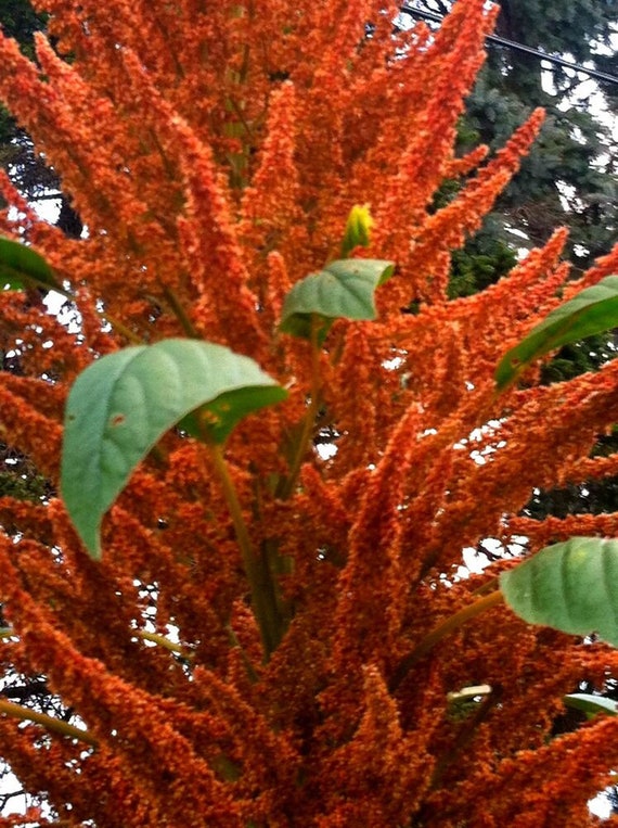 Orange Giant Amaranth Seeds - Etsy