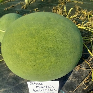 Stone Mountain Watermelon - Etsy