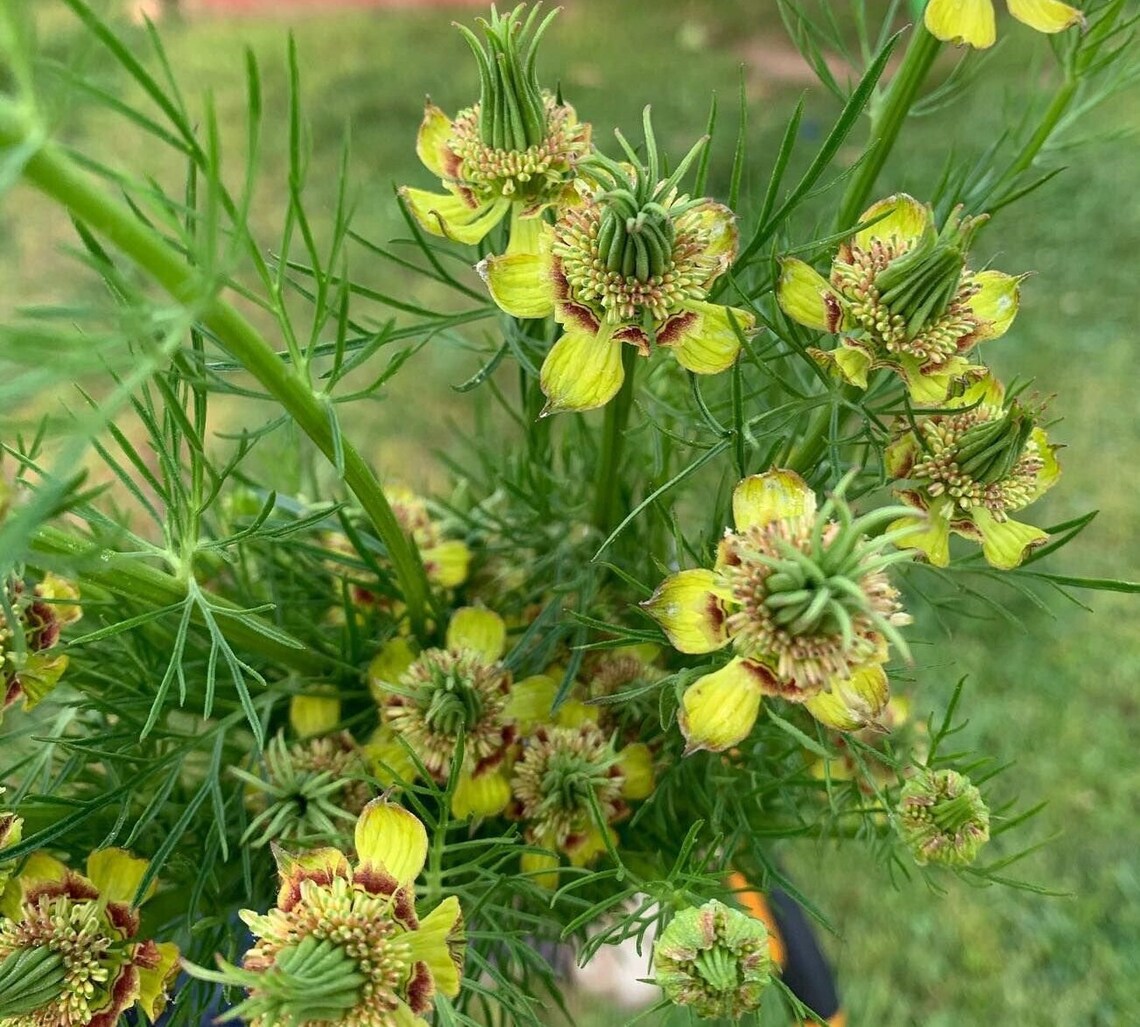 Love in a Mist - Transformers (nigella Orientalis) Seeds - Etsy